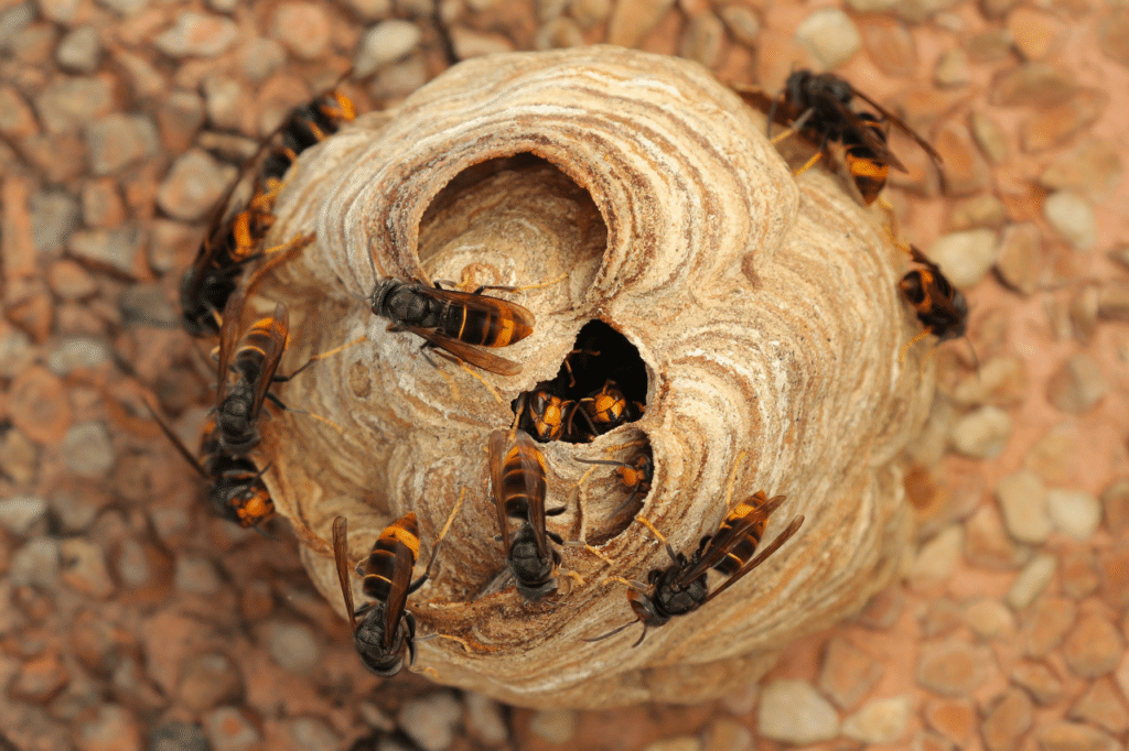 Tipi di Nidi di Vespe: Scopri le Vespe e i Loro Nidi