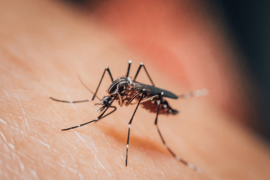 Pappataci in Casa: la Nostra Disinfestazione Pappataci