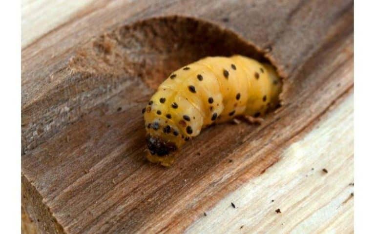 Differenza tra tarli e tarme: tutti i segreti per riconoscerle e ...