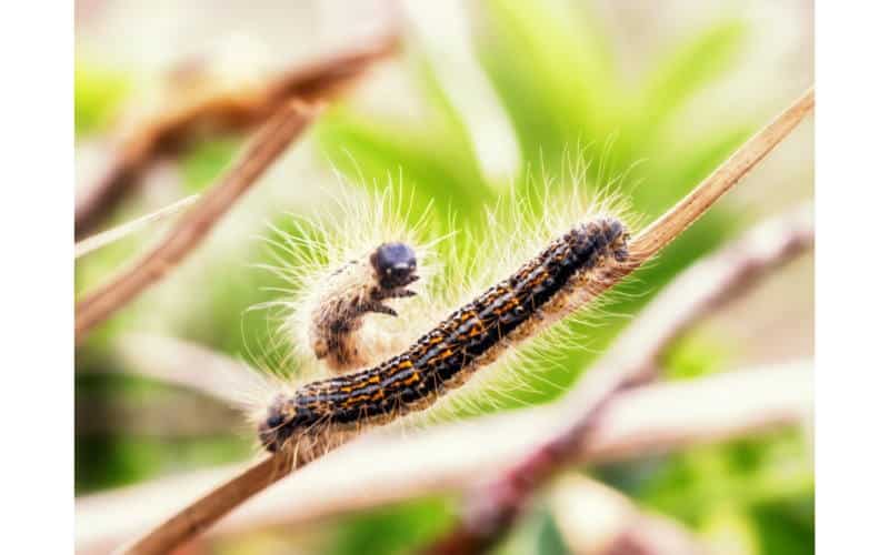 Bruchi Simili alla Processionaria: Identificazione e Soluzioni