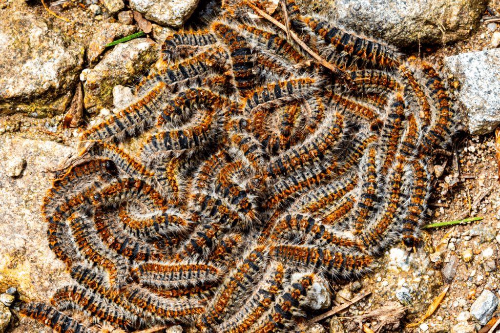 Bruchi Simili alla Processionaria: Identificazione e Soluzioni