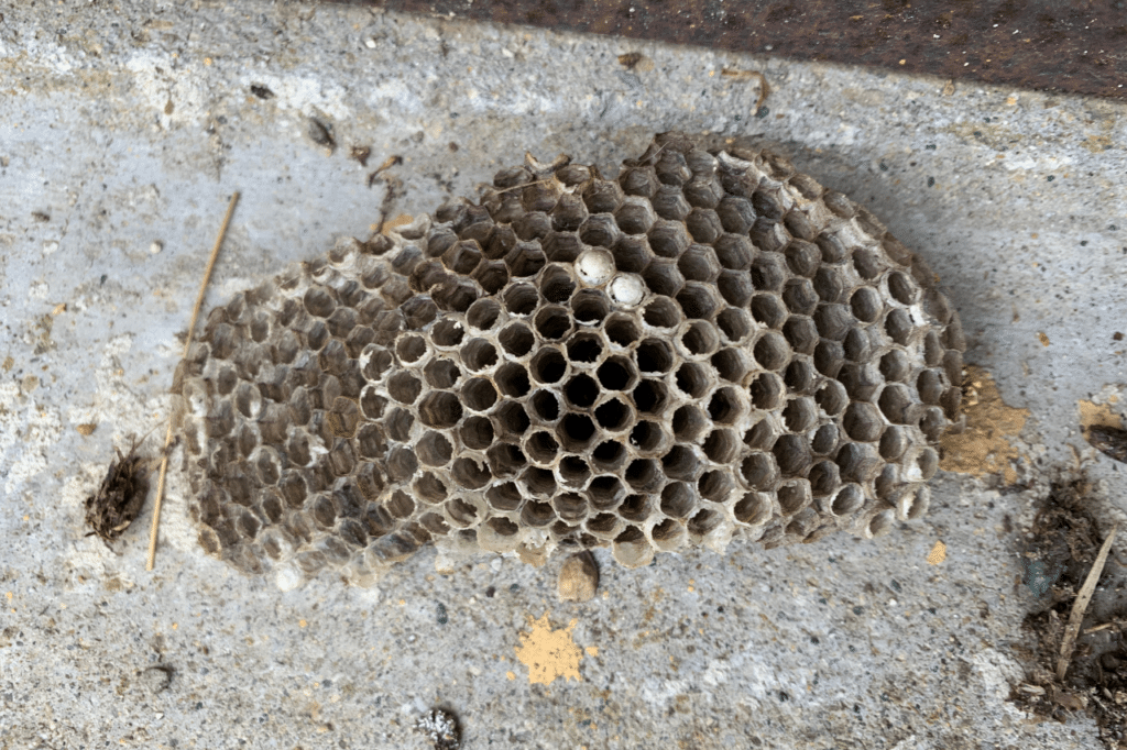Tipi di Nidi di Vespe: Scopri le Vespe e i Loro Nidi