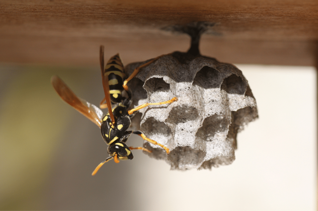Tipi di Nidi di Vespe: Scopri le Vespe e i Loro Nidi