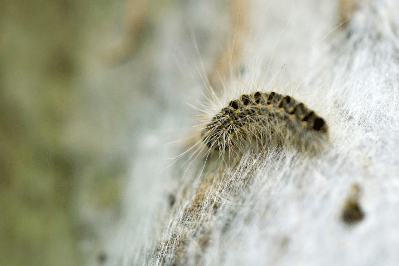 Bruchi Simili alla Processionaria: Identificazione e Soluzioni