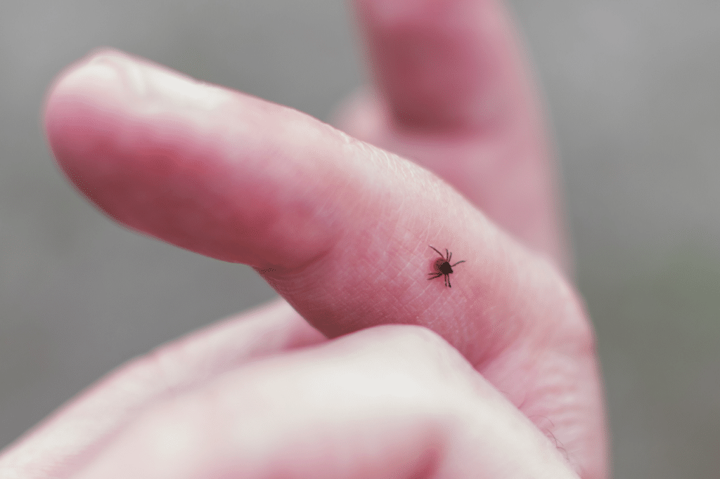 Come riconoscere puntura di zecca: morso e segni da sapere