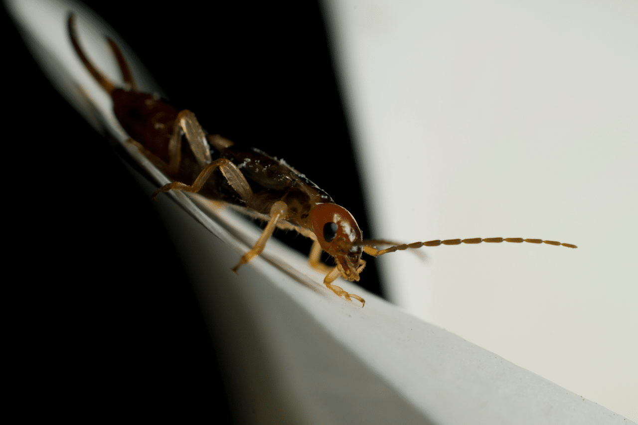 Cosa succede se ti punge un Tagliaforbice? L'Insetto forbice