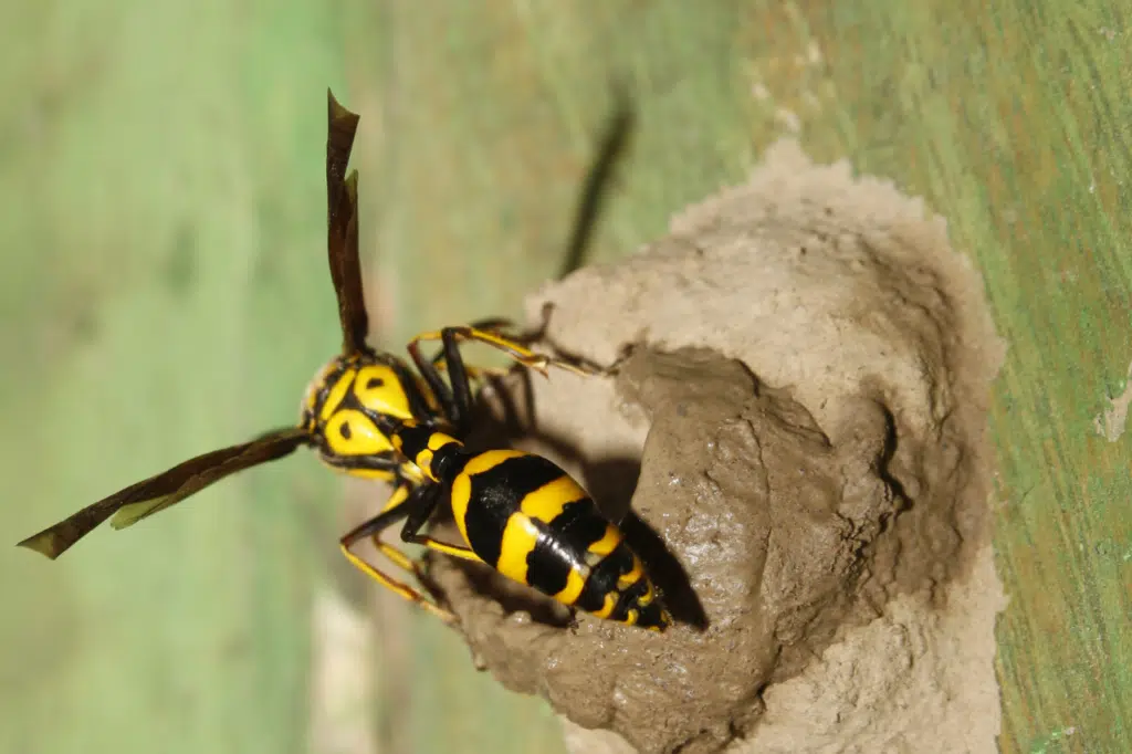 Vespe Muratore: Nidi di Fango, Vespe Vasaio e Sceliphron