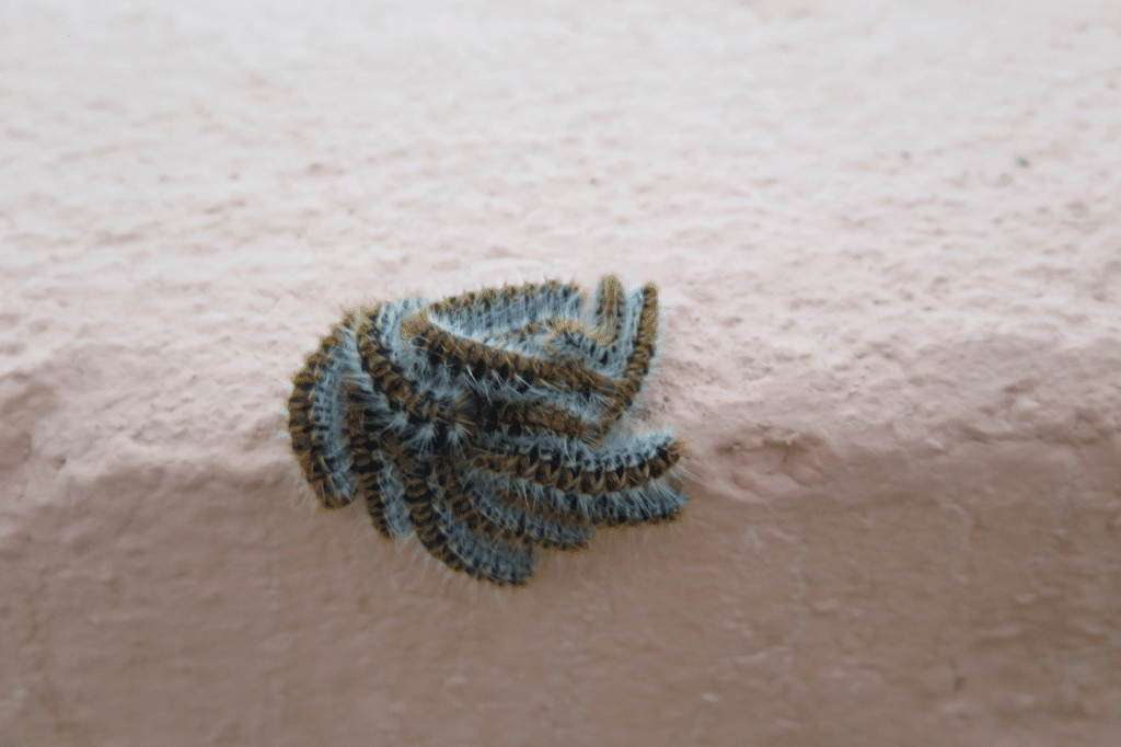 Bruchi Simili alla Processionaria: Identificazione e Soluzioni