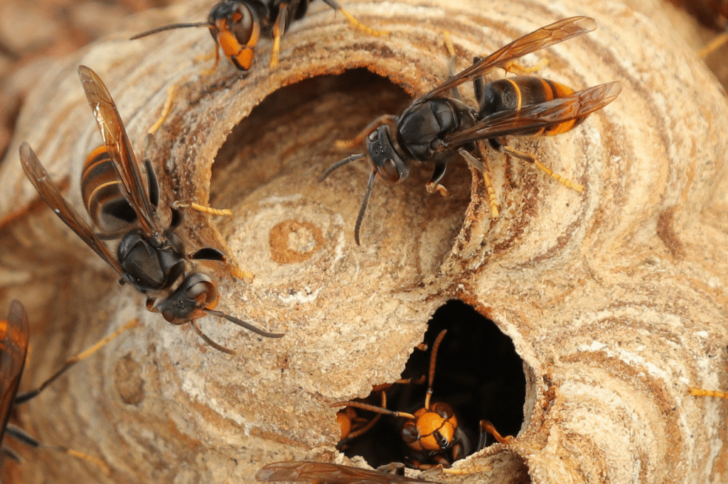 Vespe Orientalis in Italia: Gestione efficace del nido
