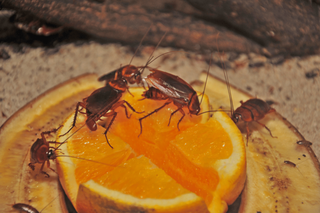 Elimina le Blatte Rosse: Rimedi Efficaci contro gli Scarafaggi