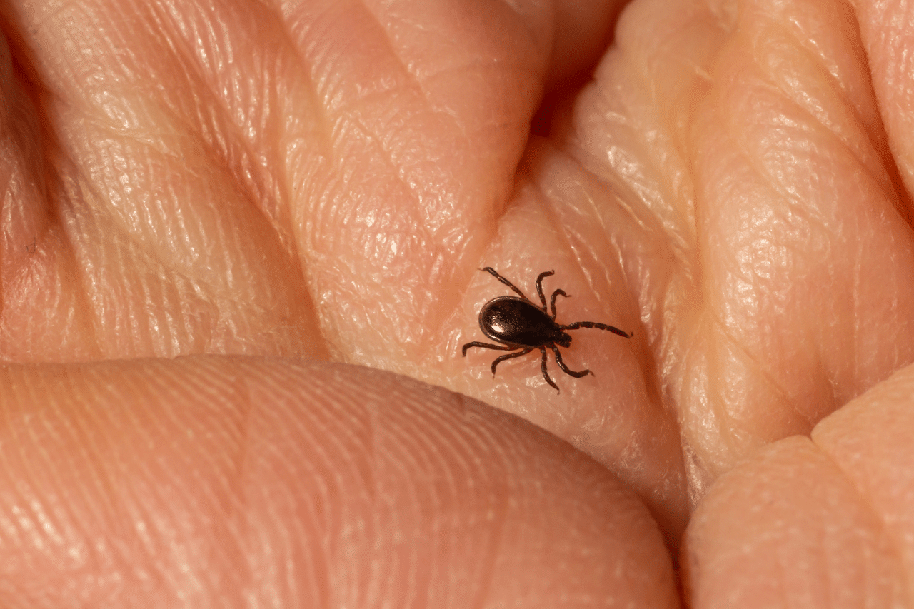 Come riconoscere puntura di zecca: morso e segni da sapere